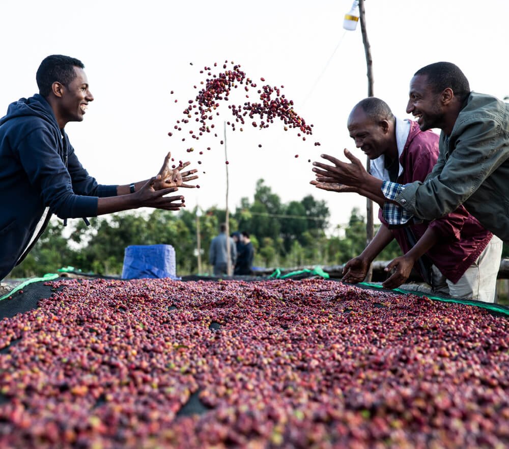 Responsible Coffee: How We Source Our Speciality Coffees – Blue Goose ...