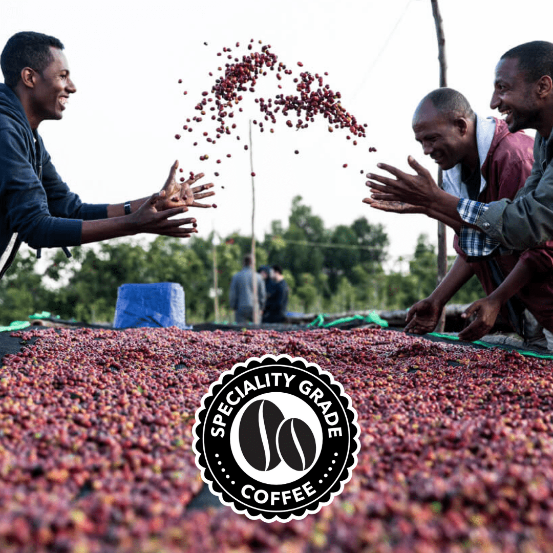 Ethiopian - Ground & Bean Coffee (Seasonal) – Blue Goose Coffee