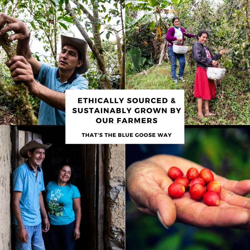 Organic Peruvian Coffee (seasonal) – Blue Goose Coffee